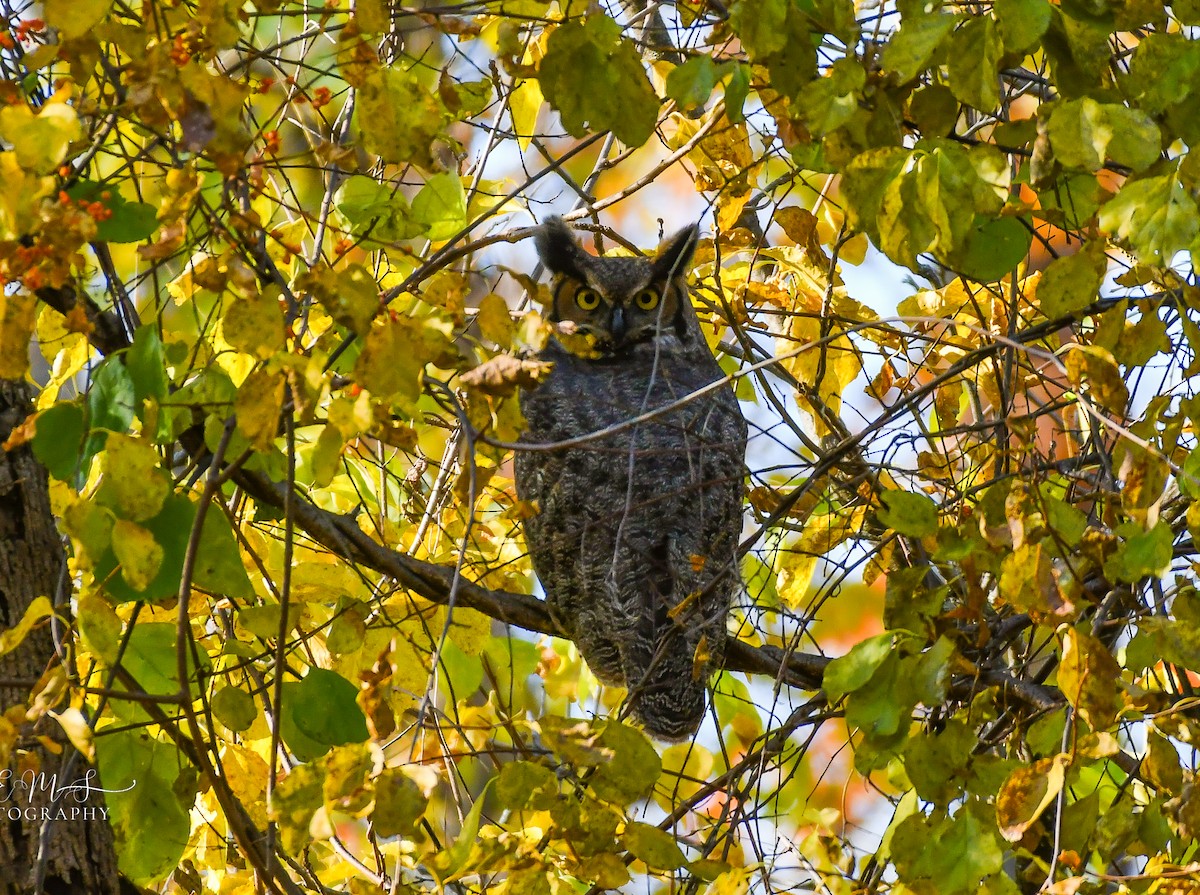 eBird Checklist - 28 Oct 2024 - Mendon Ponds Park--Quaker Pond Trail ...