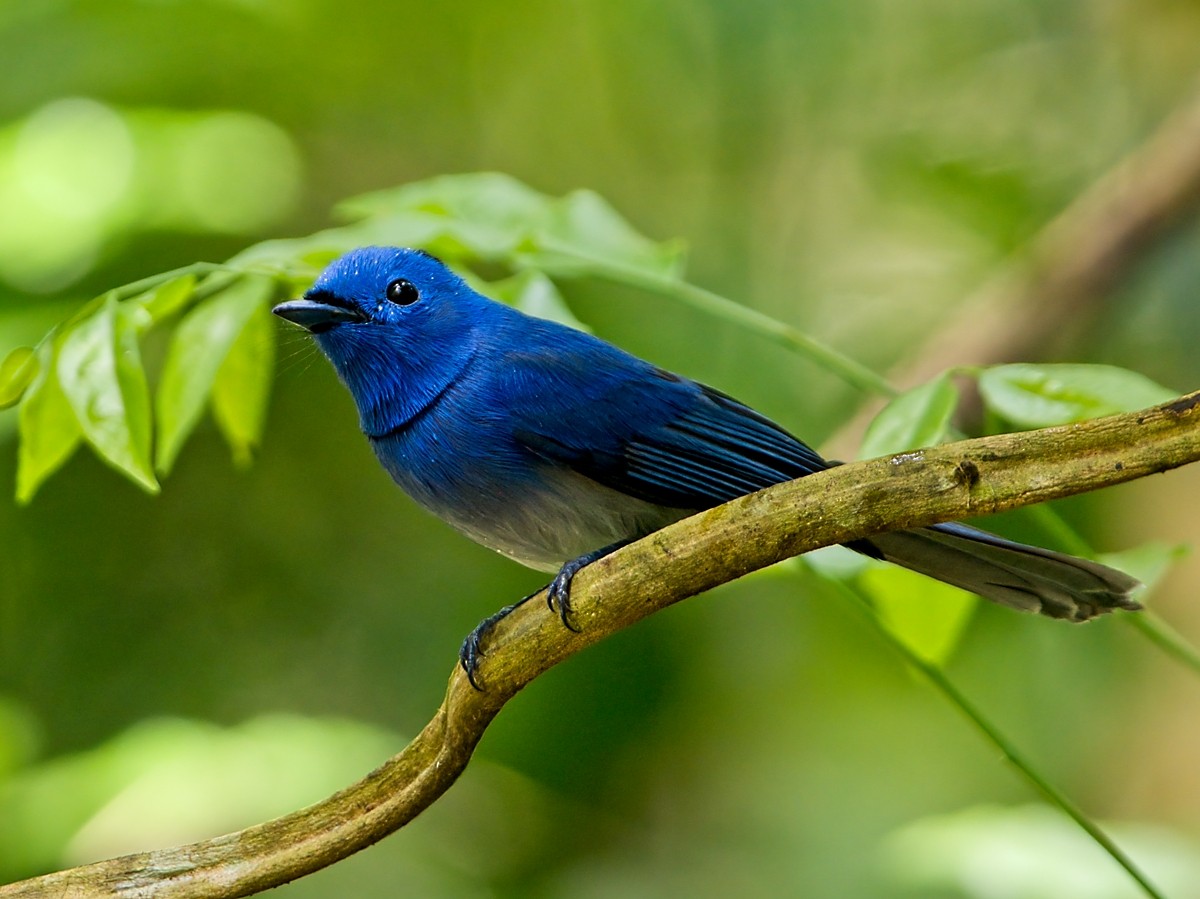 Black-naped Monarch - Hypothymis azurea - Medya Ara - Macaulay Library ...