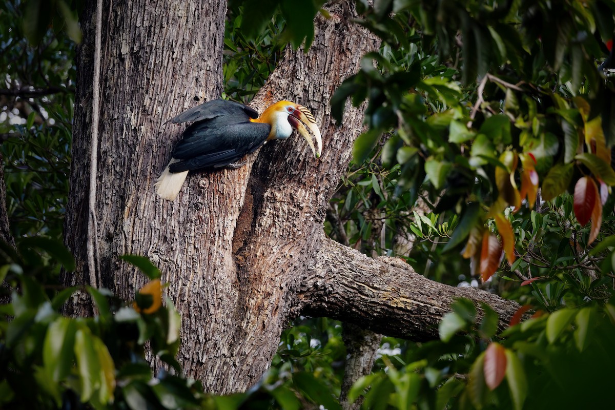 ML625580927 - Blyth's Hornbill - Macaulay Library