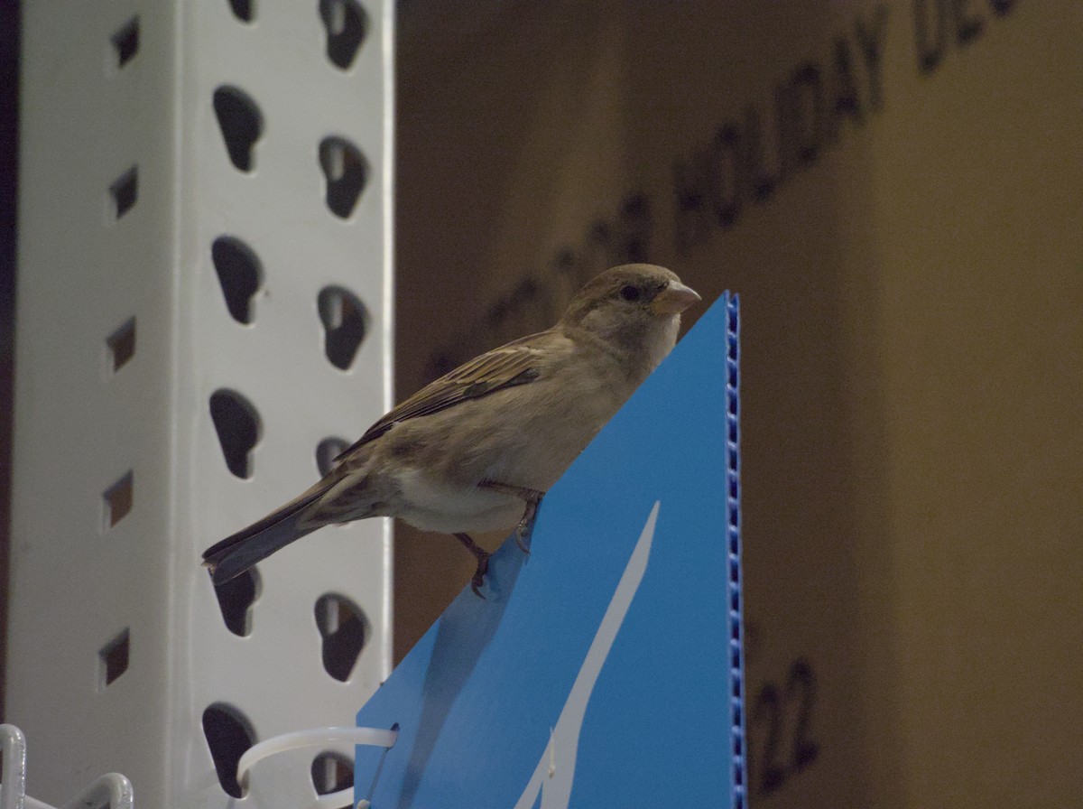 eBird Checklist - 29 Oct 2024 - Lowe's #1641 - 4 species