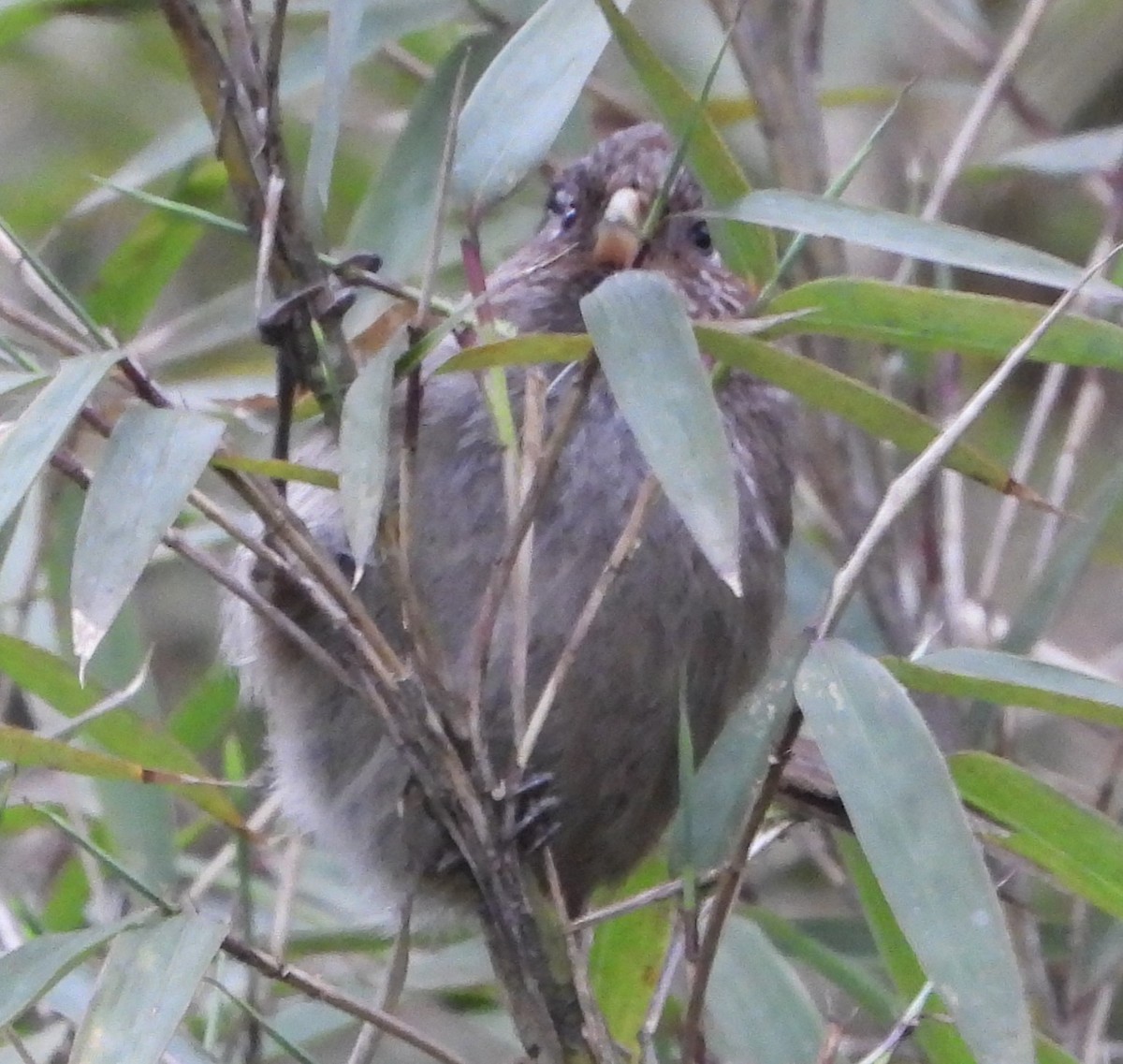 eBird Checklist - 30 Apr 2024 - 瓦屋山 (Wawu Mountain [general area]) - 36 ...