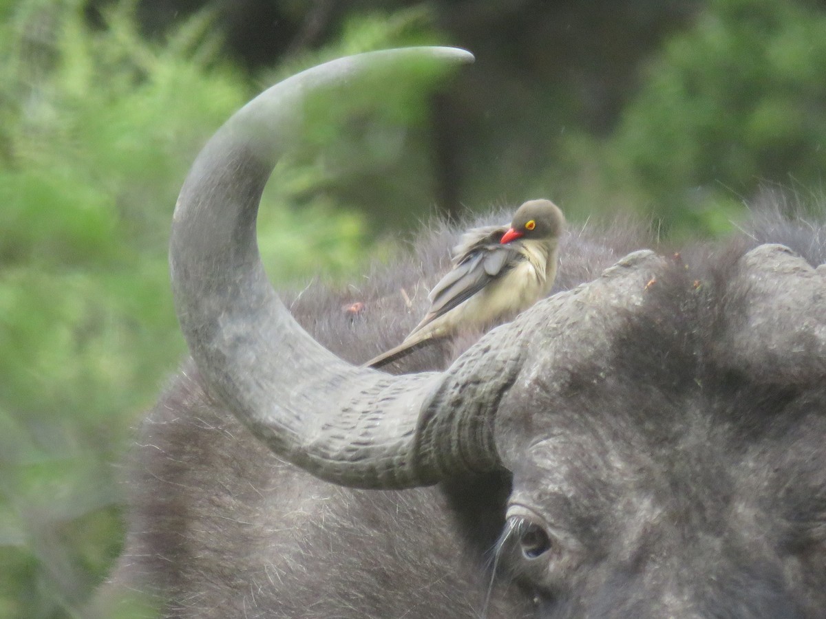 eBird Checklist - 28 Oct 2024 - Mountain Zebra NP--uMthombo Mountain ...
