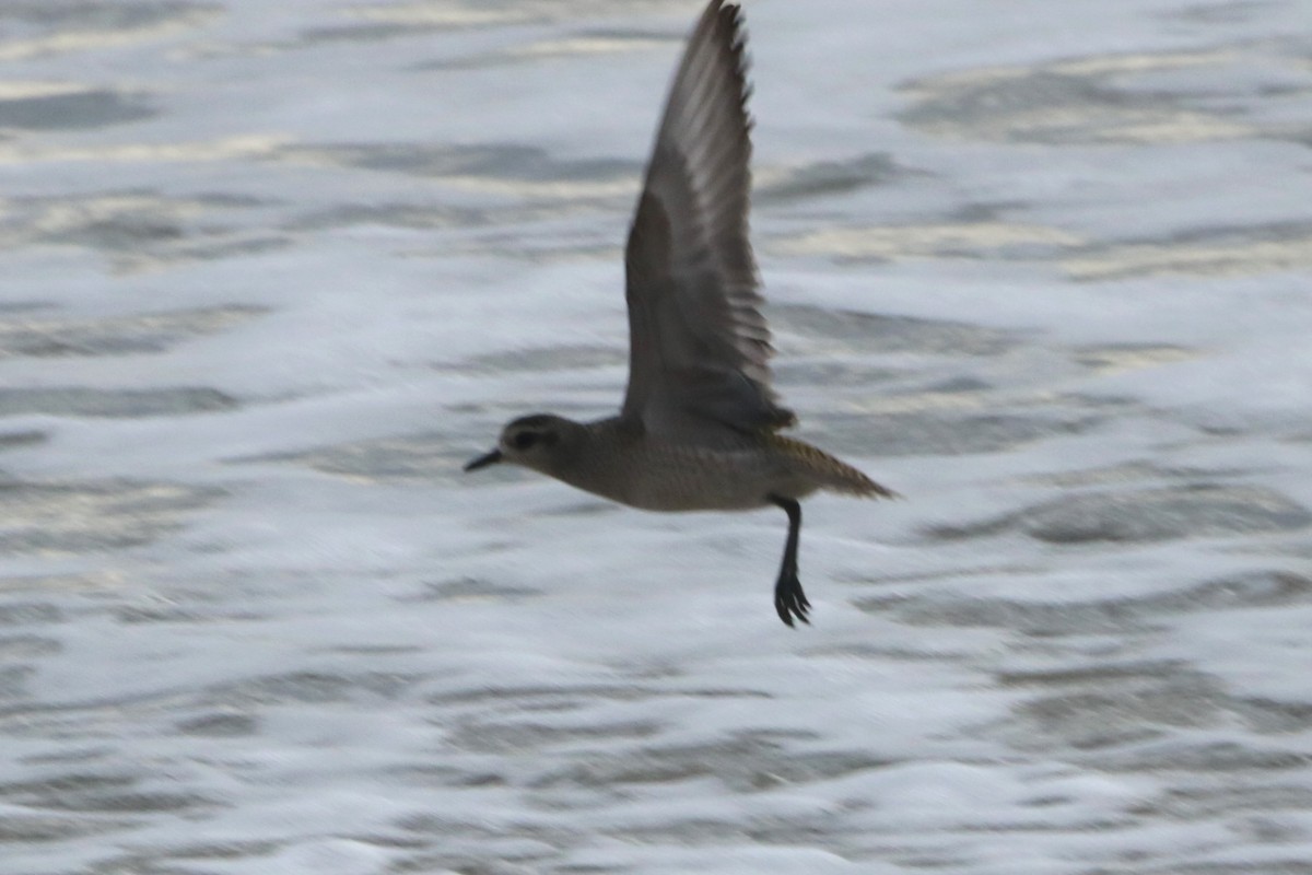 eBird Checklist - 30 Oct 2024 - **Back Bay NWR - 41 species