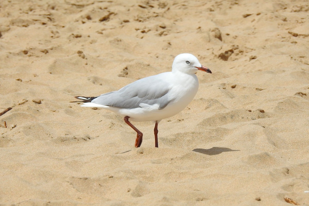 eBird Checklist - 30 Oct 2024 - Apollo Bay Foreshore Reserve - 10 species