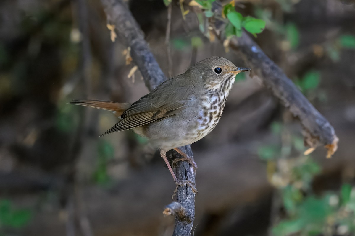 eBird Checklist - 30 Oct 2024 - Riparian Preserve at Gilbert Water ...