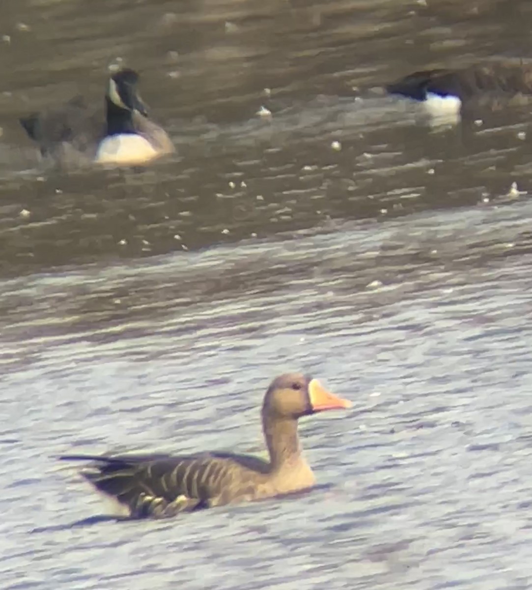 eBird Checklist - 30 Oct 2024 - E.J. Breneman Quarry - 24 species (+1 ...