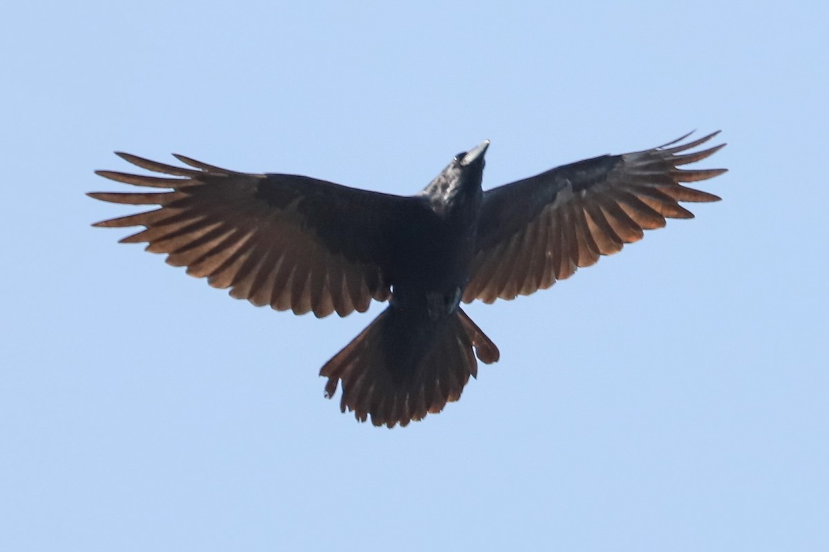 Pennsylvania Bird Atlas Checklist - 30 Oct 2024 - 399 Upper Georges Valley Rd, Spring Mills US ...