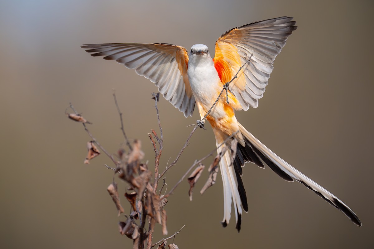 ML625632384 - Scissor-tailed Flycatcher - Macaulay Library