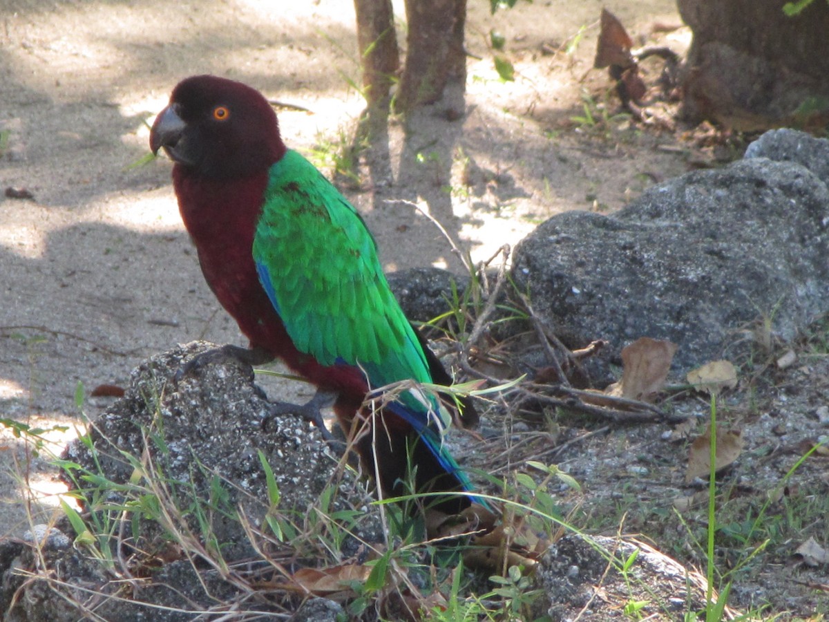 ML625645208 - Red Shining-Parrot - Macaulay Library