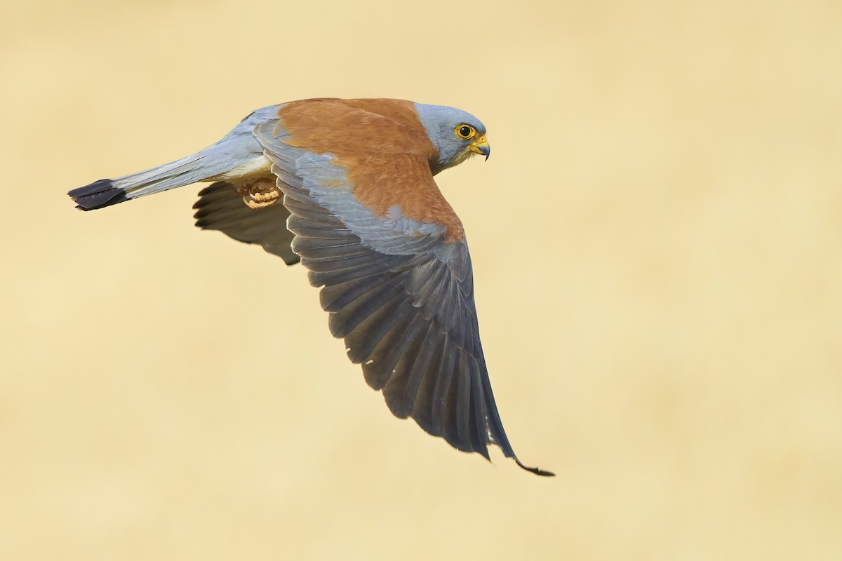 ML625645456 - Lesser Kestrel - Macaulay Library