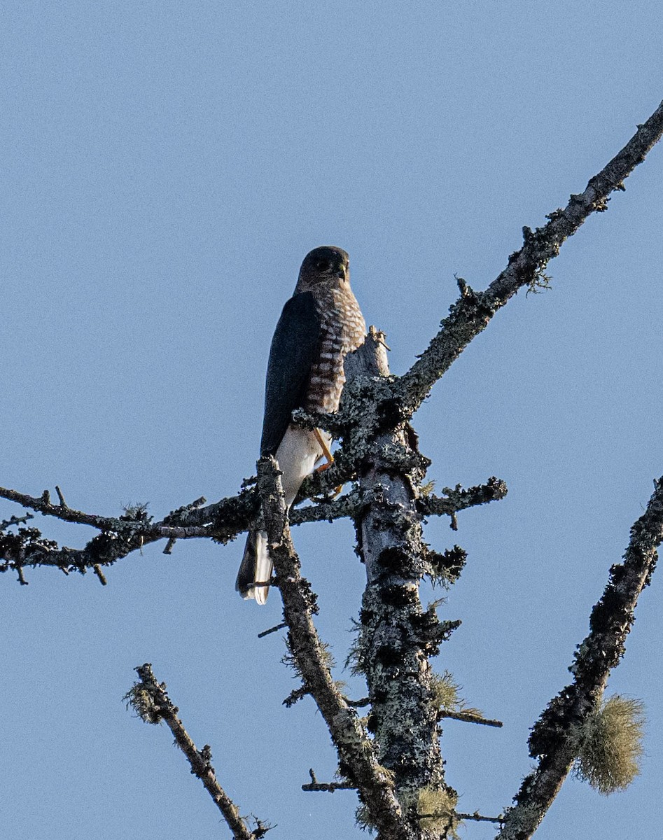 eBird Checklist - 31 Oct 2024 - Moose Bog, Wenlock WMA - 19 species