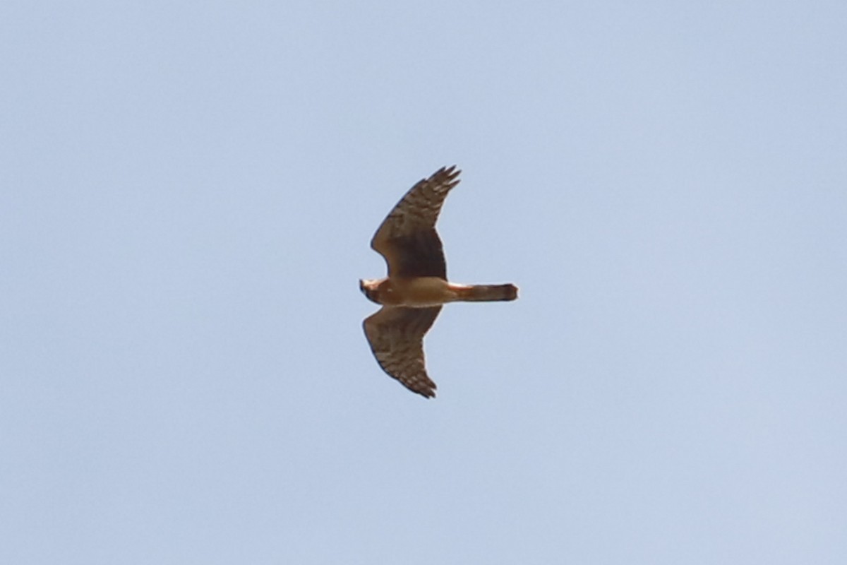 Pennsylvania Bird Atlas Checklist - 31 Oct 2024 - 399 Upper Georges Valley Rd, Spring Mills US ...