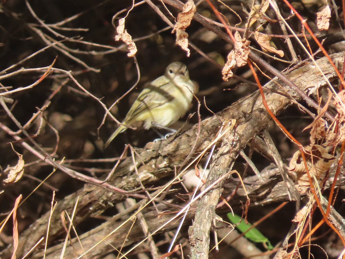 eBird Checklist - 31 Oct 2024 - Spruce Run Recreation Area - 19 species