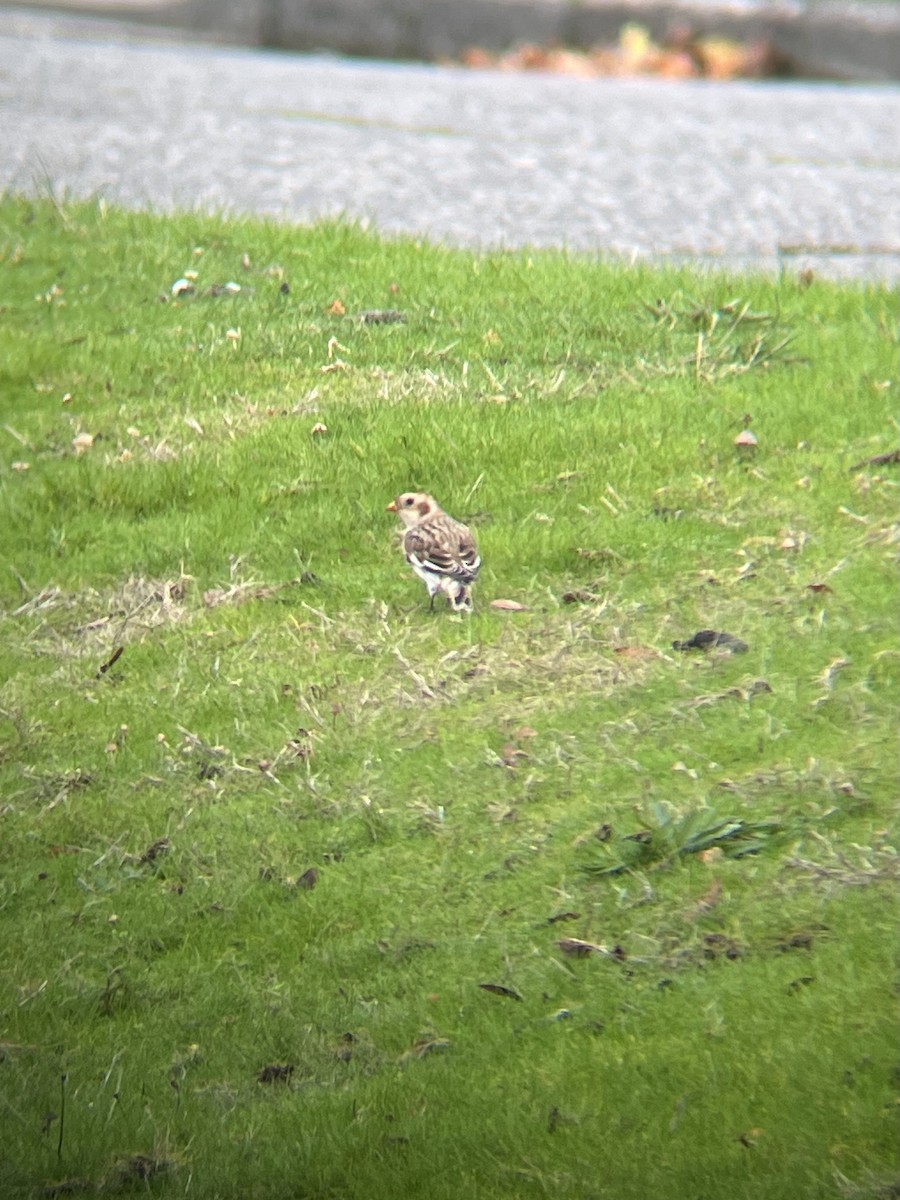 eBird Checklist - 31 Oct 2024 - Commodore Park - 1 species