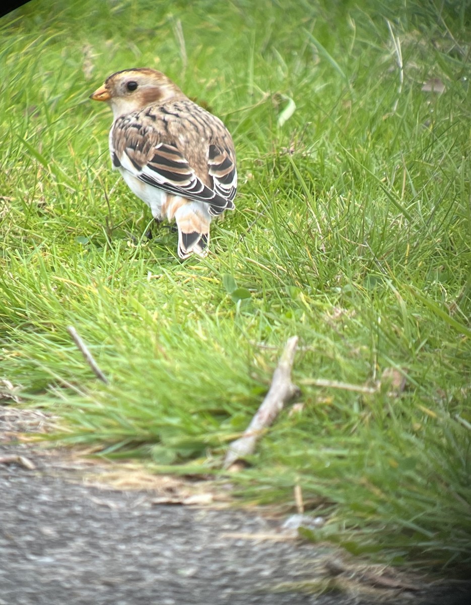 eBird Checklist - 31 Oct 2024 - Commodore Park - 11 species (+1 other taxa)
