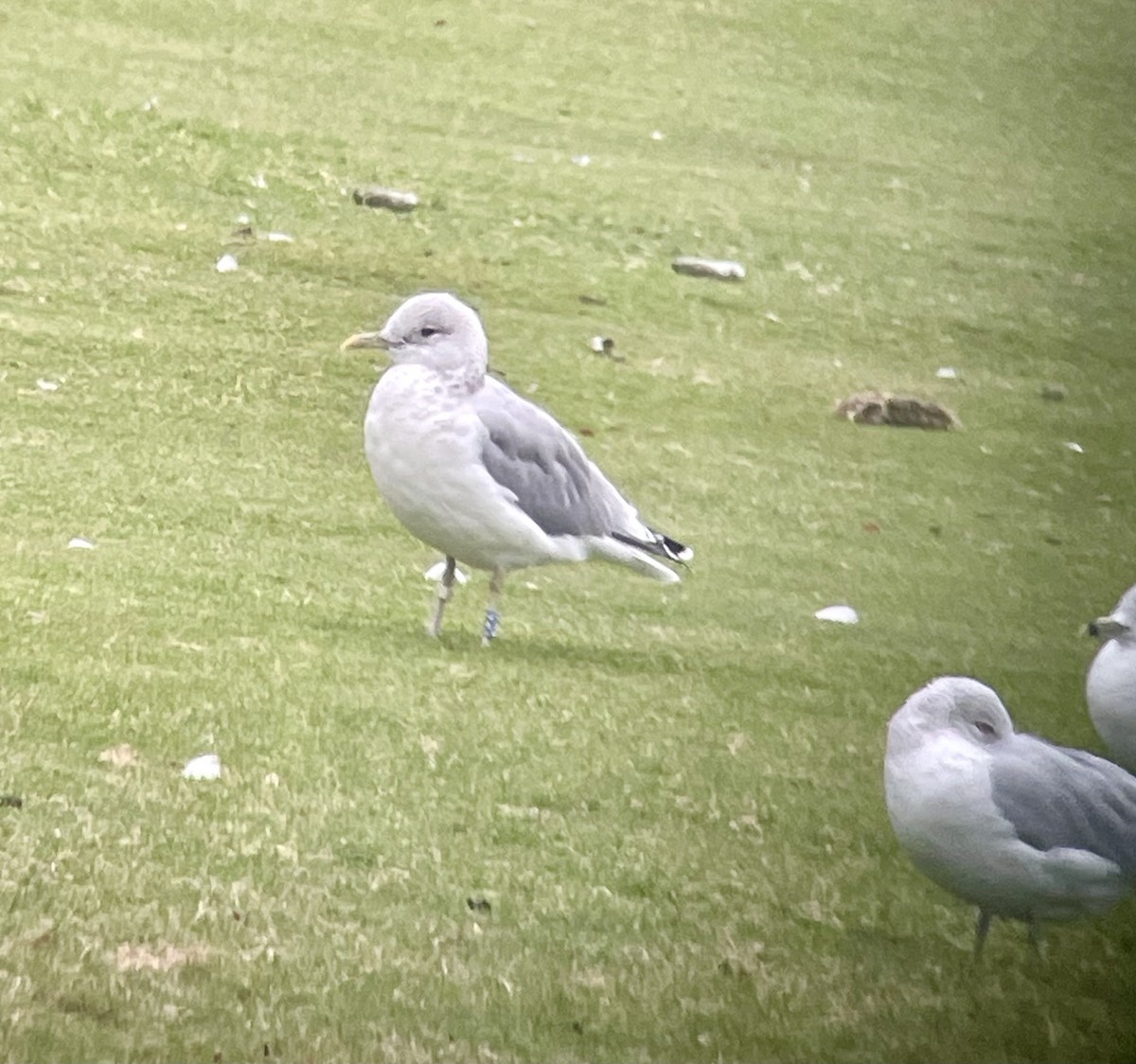 eBird Checklist - 1 Nov 2024 - US-ME-Rockport-Samoset Resort - 44.1202x ...