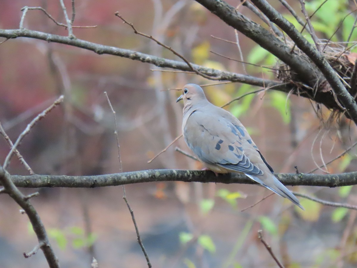 Pennsylvania Bird Atlas Checklist - 1 Nov 2024 - Hibernia County Park--Chambers Lake - 36 ...