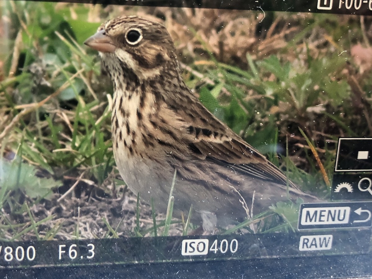 eBird Checklist - 1 Nov 2024 - Millennium Park - 46 species