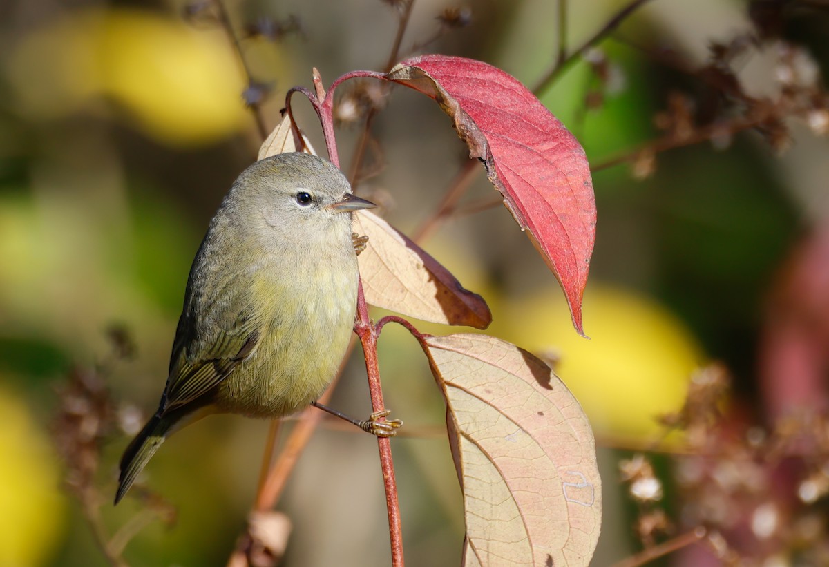 eBird Checklist - 1 Nov 2024 - Danada Forest Preserve--West - 30 species