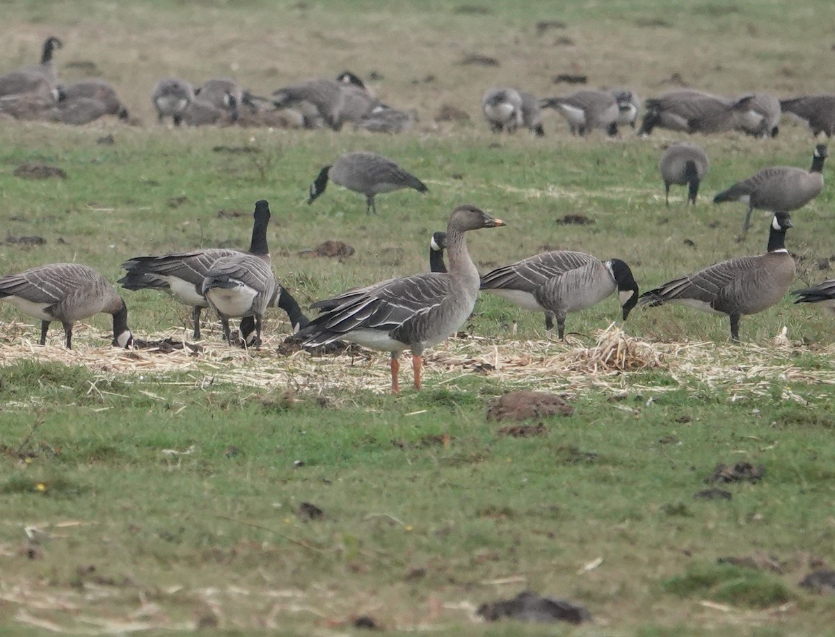 eBird Checklist - 1 Nov 2024 - Arcata Bottoms--Jackson Ranch Rd. - 31 ...