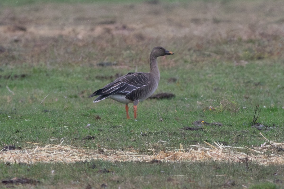 eBird Checklist - 1 Nov 2024 - Arcata Bottoms--Jackson Ranch Rd. - 2 ...
