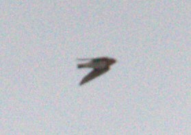 eBird Checklist - 1 Nov 2024 - Hot-Sauce Hawk-Watch - 53 species