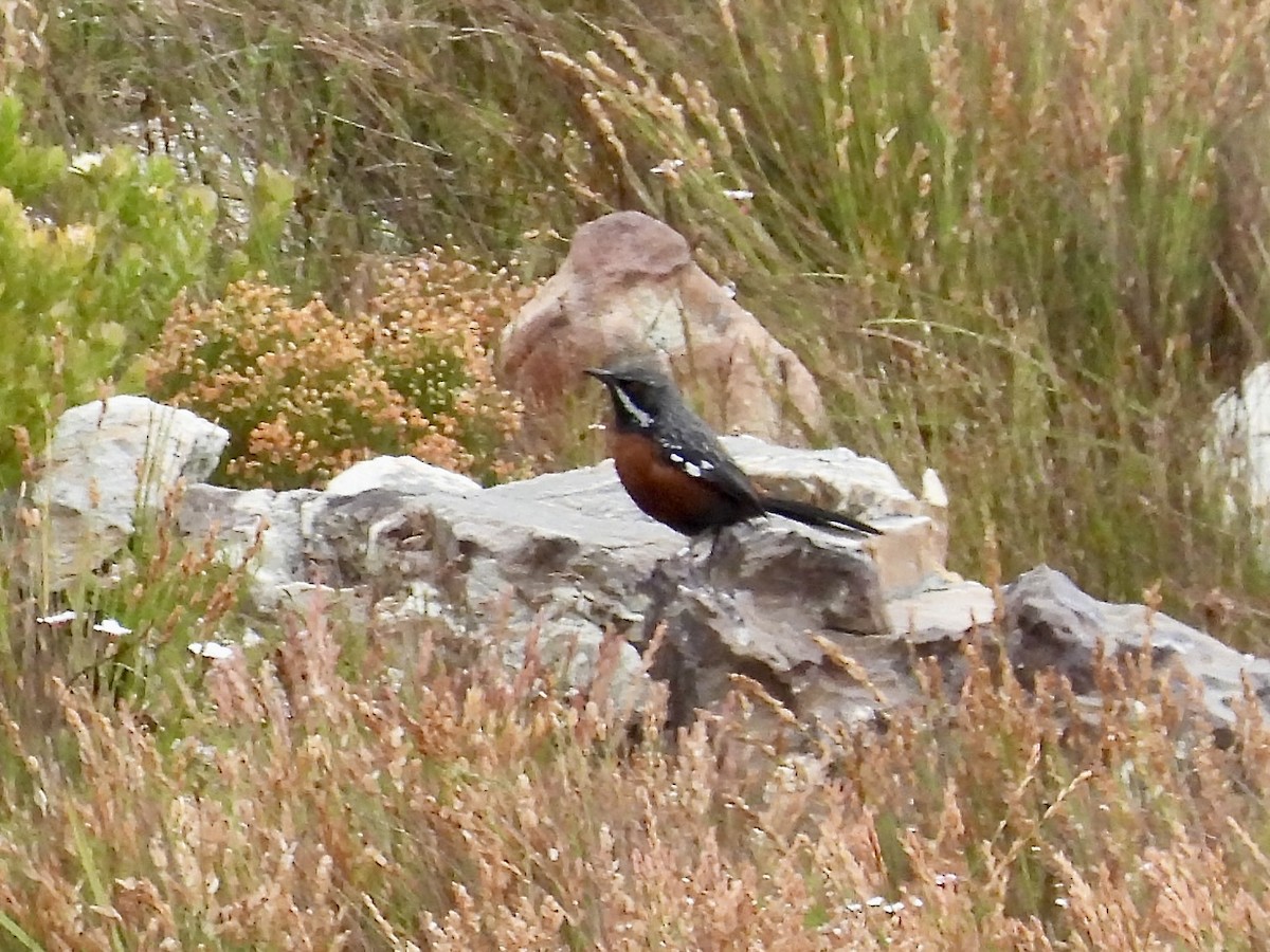 eBird Checklist - 28 Sep 2024 - Rooi-Els - 10 species