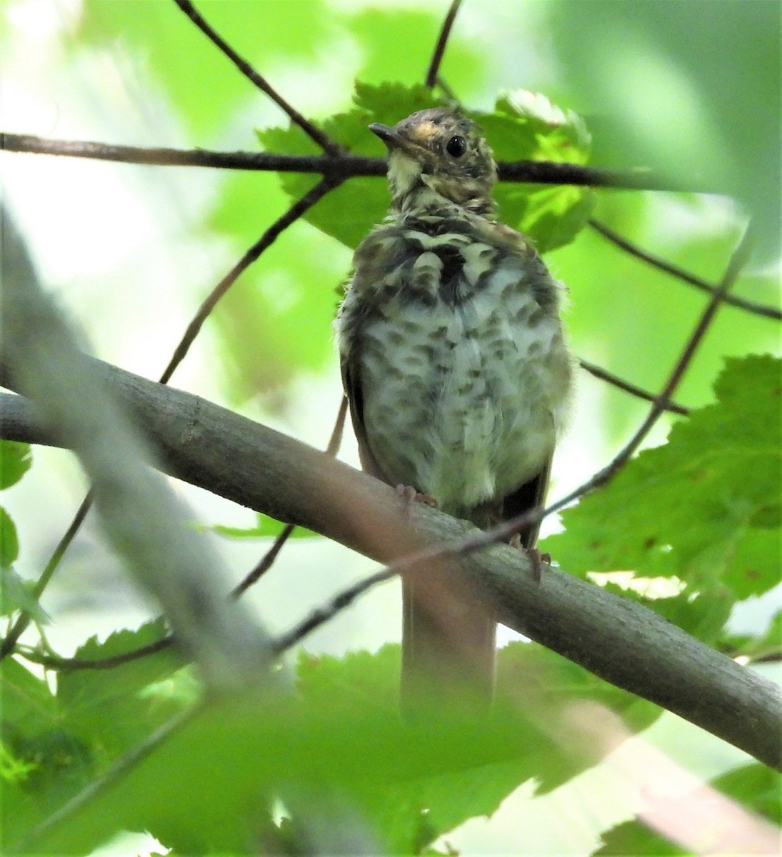eBird Checklist - 5 Aug 2022 - Chase lagoon and VLA flats - 1 species