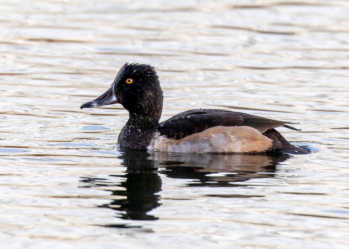 eBird Checklist - 1 Nov 2024 - Calgary--Carburn Park - 22 species