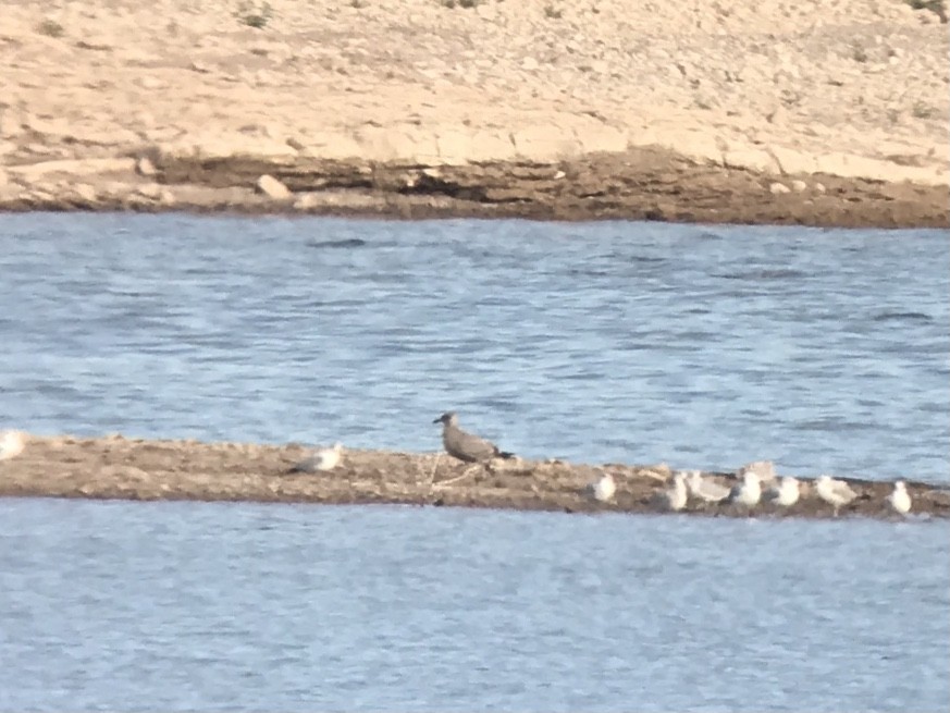 eBird Checklist - 1 Nov 2024 - Lake Pleasant--Castle Creek (Four Lane ...