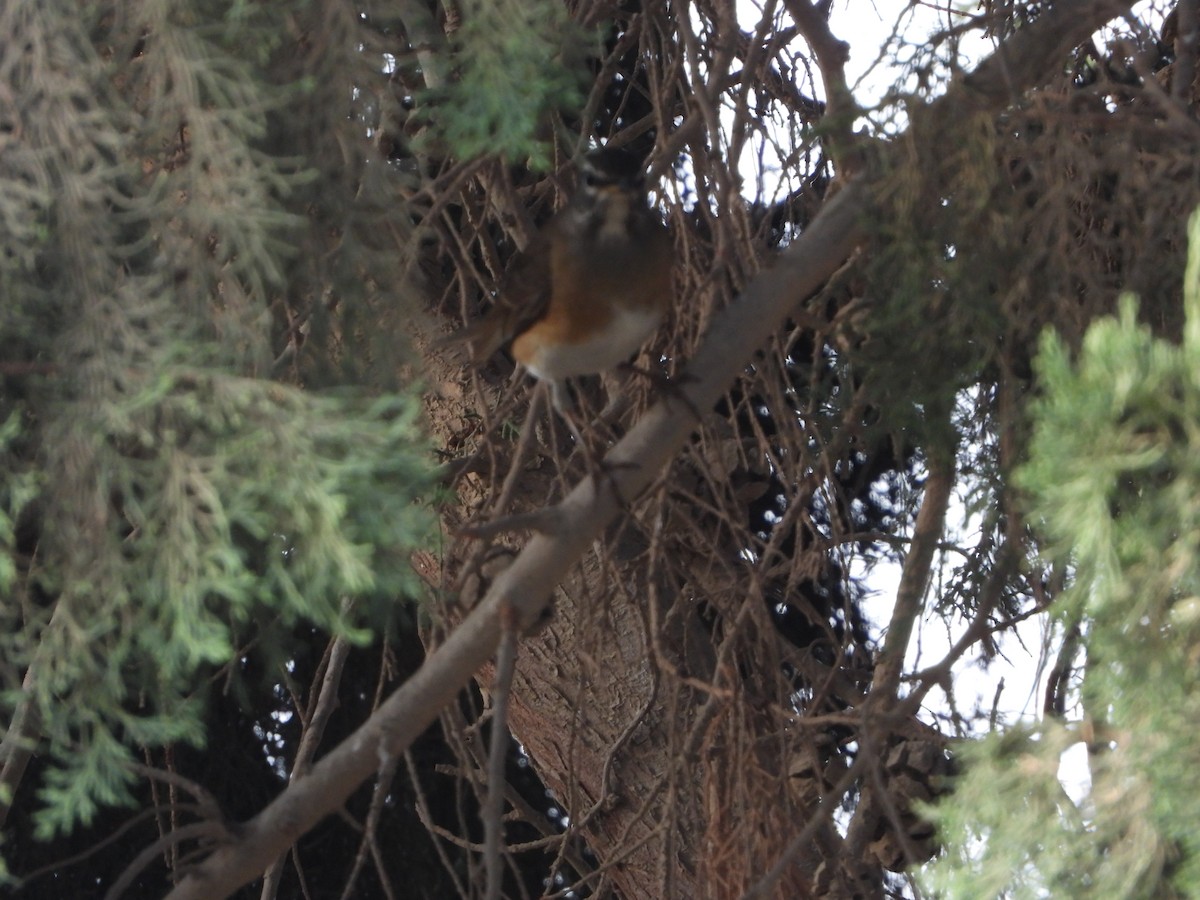 ML625718731 - Eyebrowed Thrush - Macaulay Library