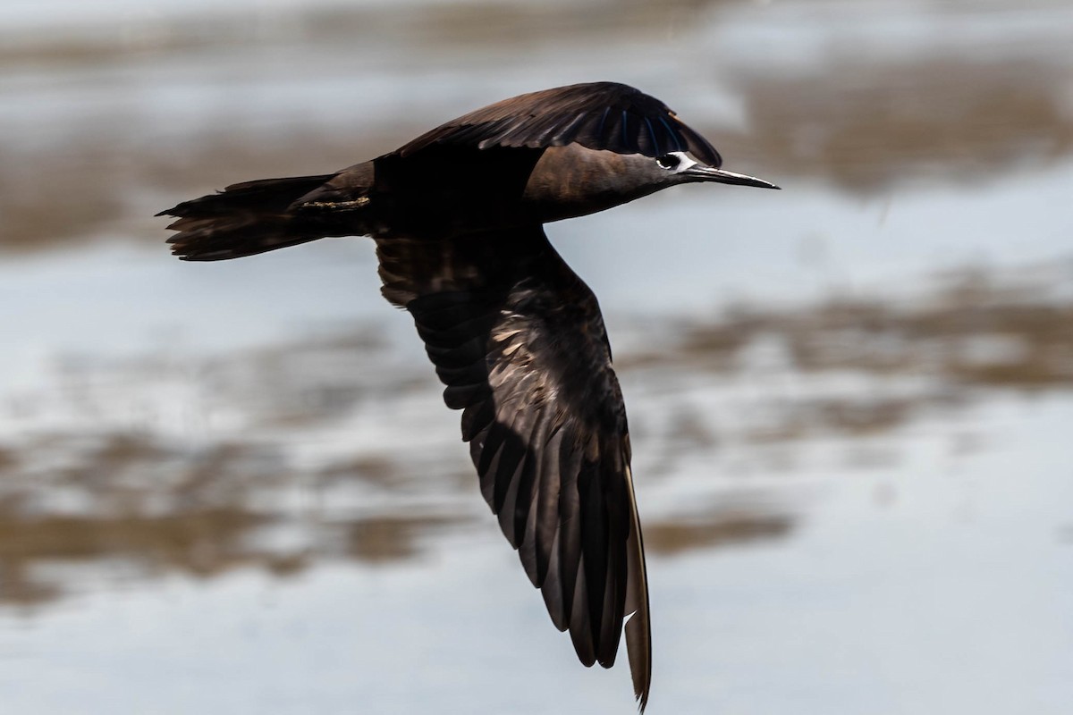 eBird Checklist - 28 Sep 2024 - Sonadia Island (Cox's Bazar) - 24 species