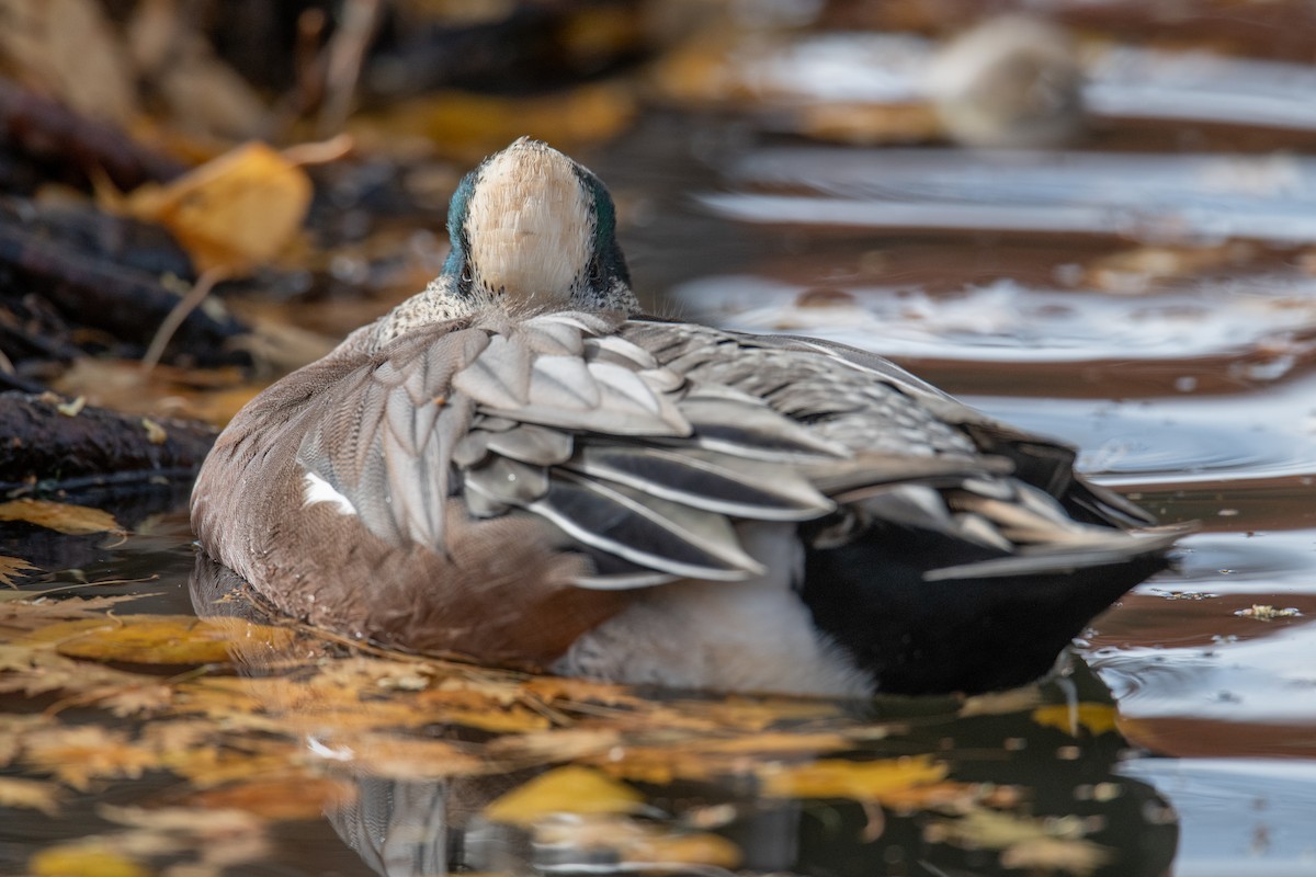 eBird Checklist - 1 Nov 2024 - Caughlin Parkway Trail - 31 species (+2 ...