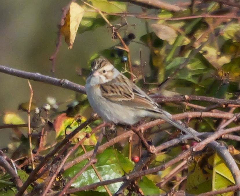 Fall Migrants at the Rea Farm – November 2, 2024 | New Jersey Audubon