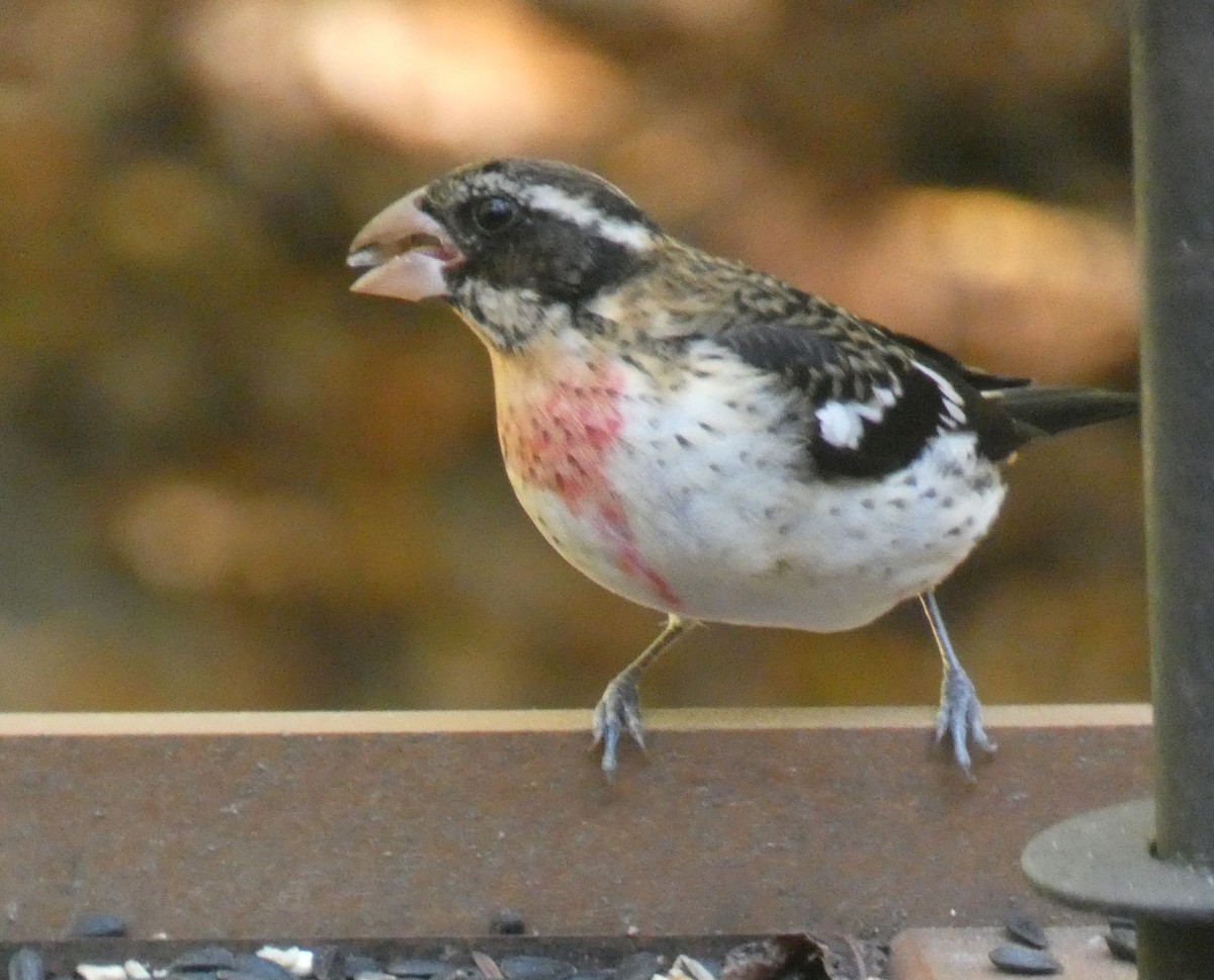 eBird Checklist - 2 Nov 2024 - 103 Exeter Court - 14 species
