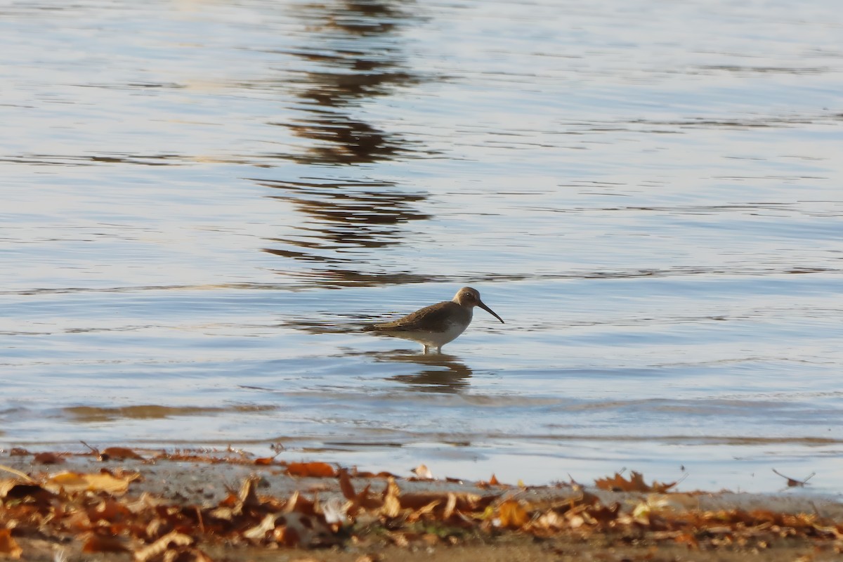 eBird Checklist - 2 Nov 2024 - Lake Springfield--Beach House - 5 species