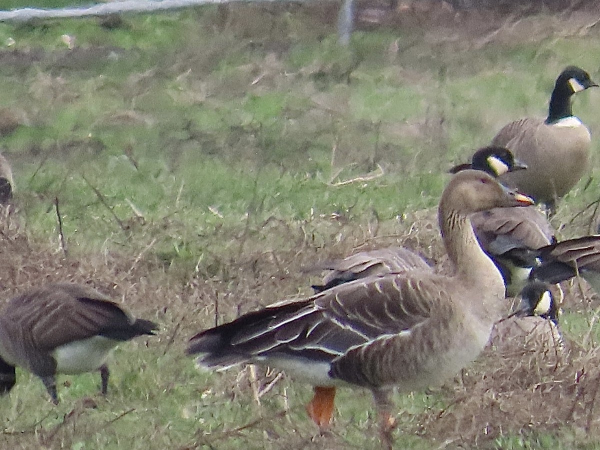 eBird Checklist - 2 Nov 2024 - Arcata Bottoms--Jackson Ranch Rd. - 4 ...