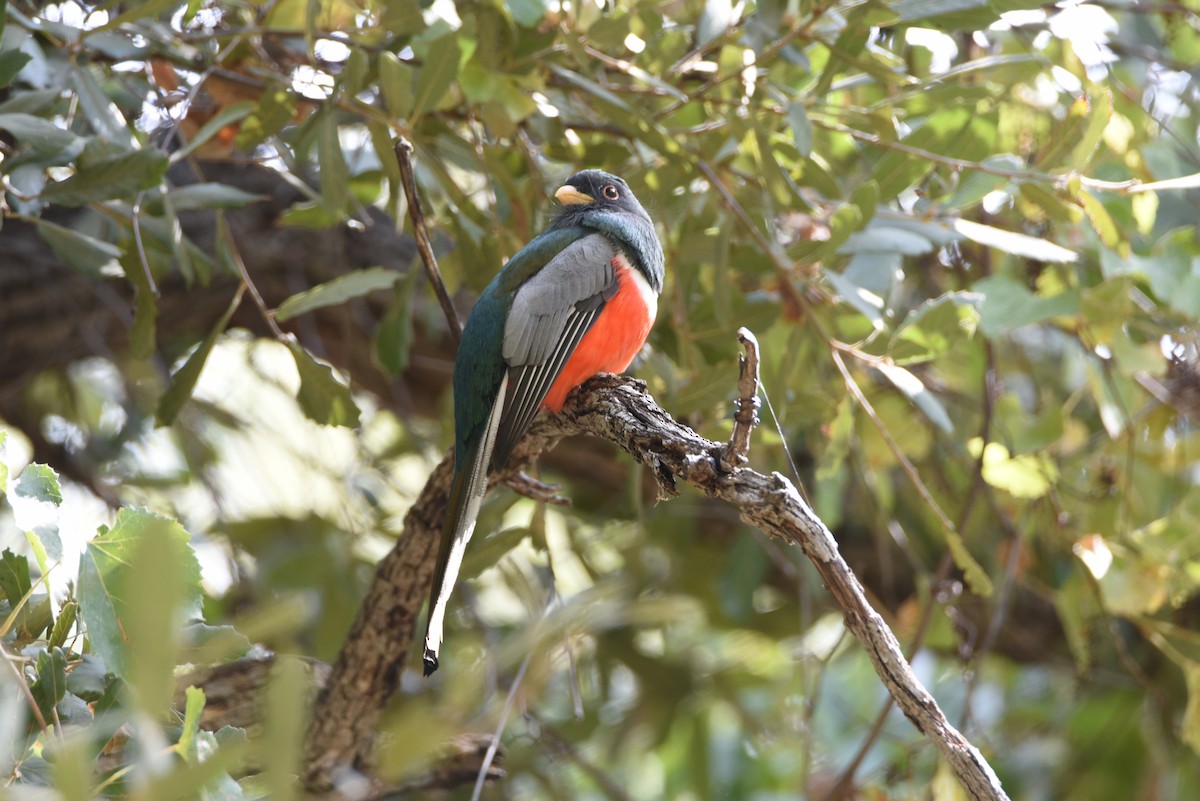 eBird Checklist - 2 Nov 2024 - Madera Canyon--Proctor Rd. - 17 species