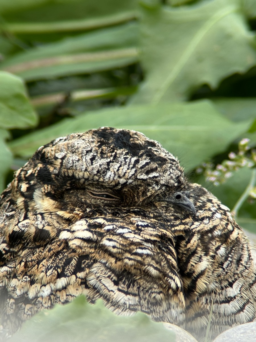 eBird Checklist - 2 Nov 2024 - Dharma Rain Zen Center - 5 species
