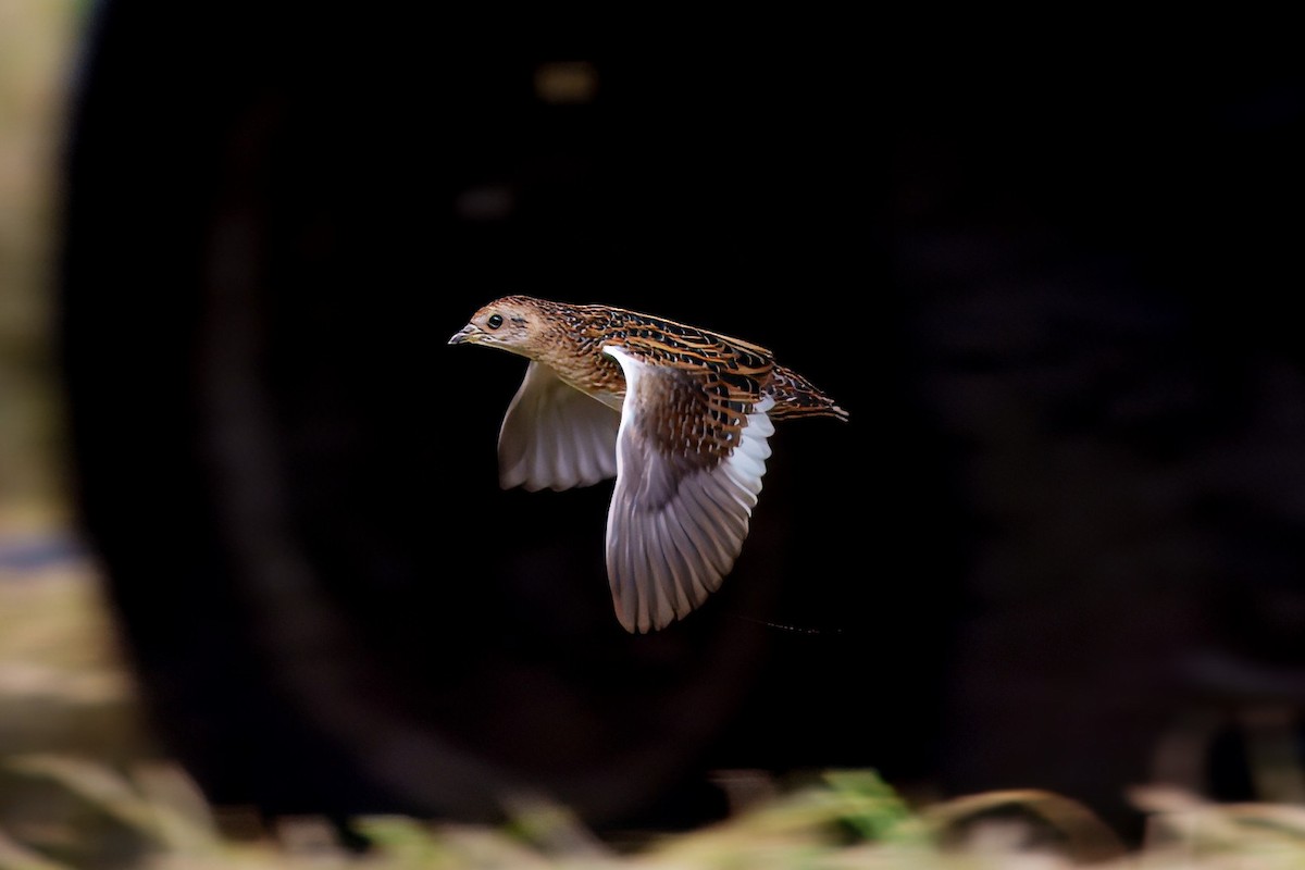 ML625760514 - Yellow Rail - Macaulay Library