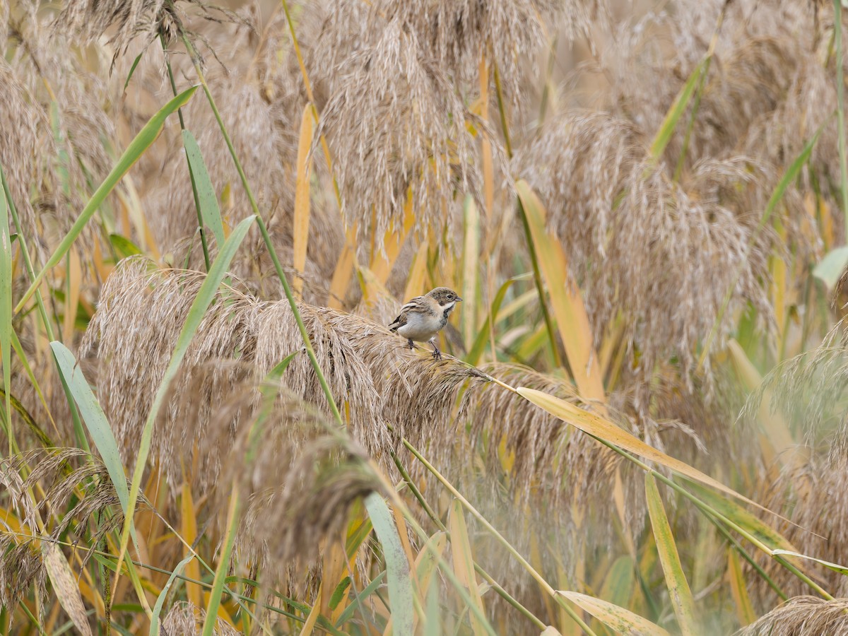 ML625764764 - Pallas's Bunting - Macaulay Library