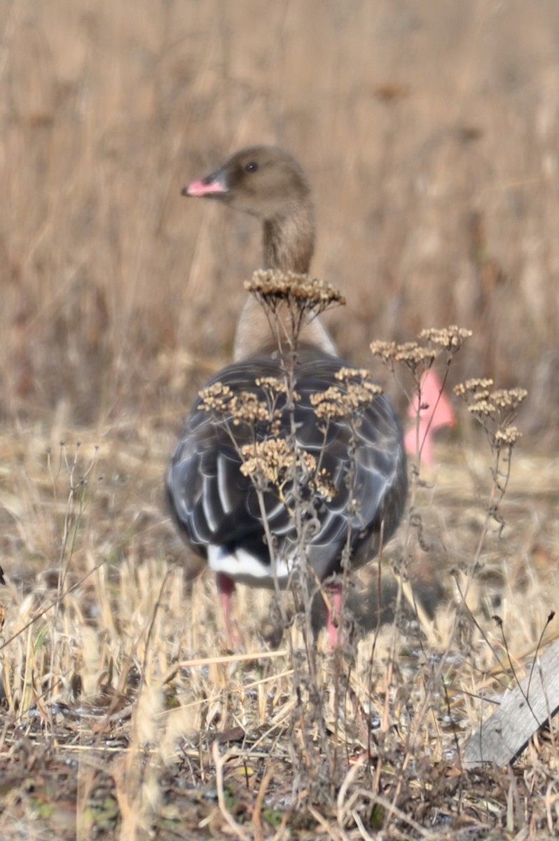 eBird Checklist - 3 Nov 2024 - HVGB-MudLake Rd - 2 species