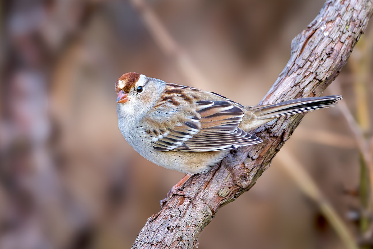 eBird Checklist - 3 Nov 2024 - Lye Creek Prairie Burn, aka The Burn ...
