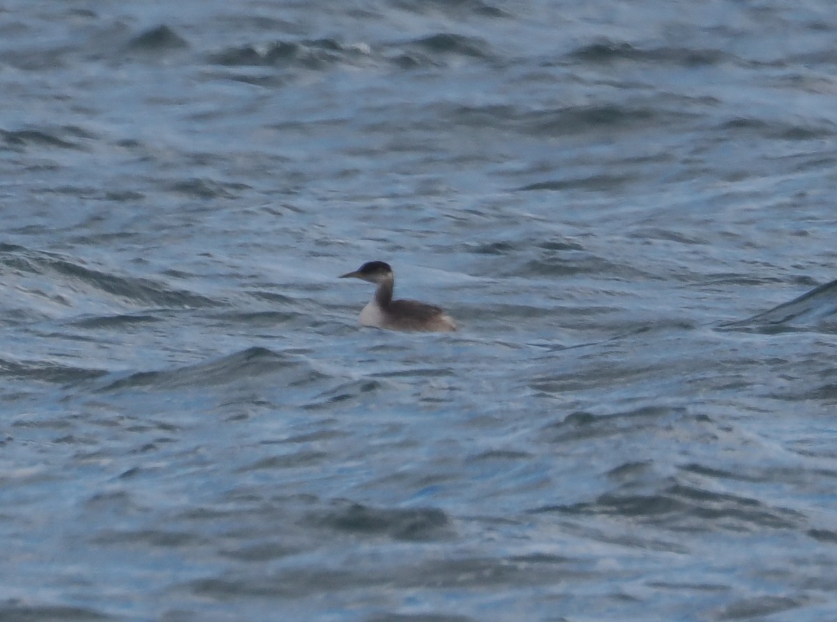 eBird Checklist - 3 Nov 2024 - Pyramid Lake--Warrior Pt. - 10 species ...