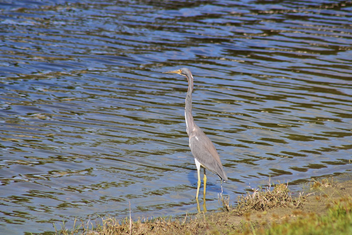 eBird Checklist - 3 Nov 2024 - Plantation Preserve - 46 species