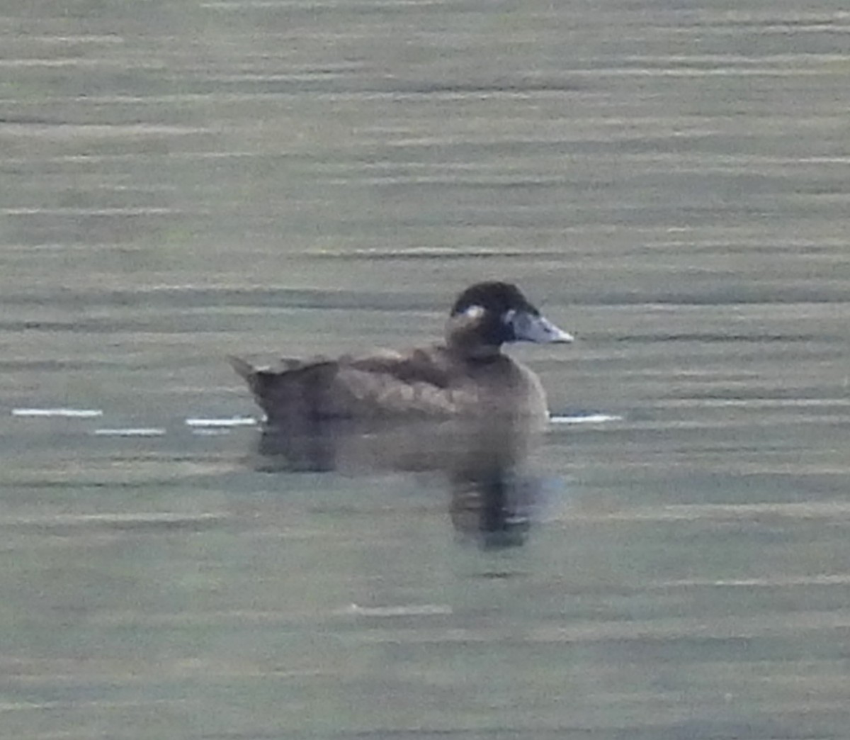 eBird Checklist - 3 Nov 2024 - Henry Hagg Lake Park (Scoggins Valley ...