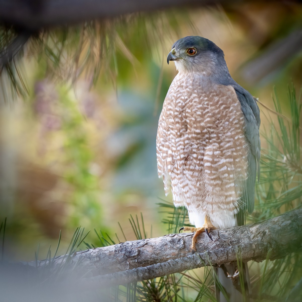 eBird Checklist - 3 Nov 2024 - Waneka Lake/Greenlee Preserve - 27 ...