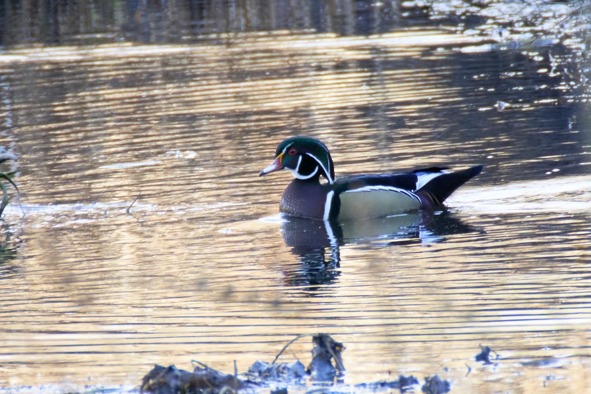 eBird Checklist - 2 Nov 2024 - Broadmoor Wildlife Sanctuary (Mass ...