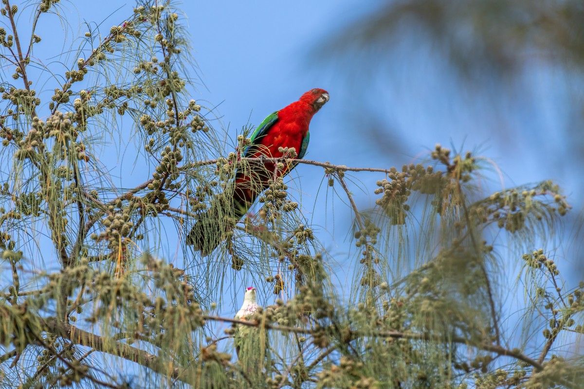 ML625815273 - Crimson Shining-Parrot - Macaulay Library