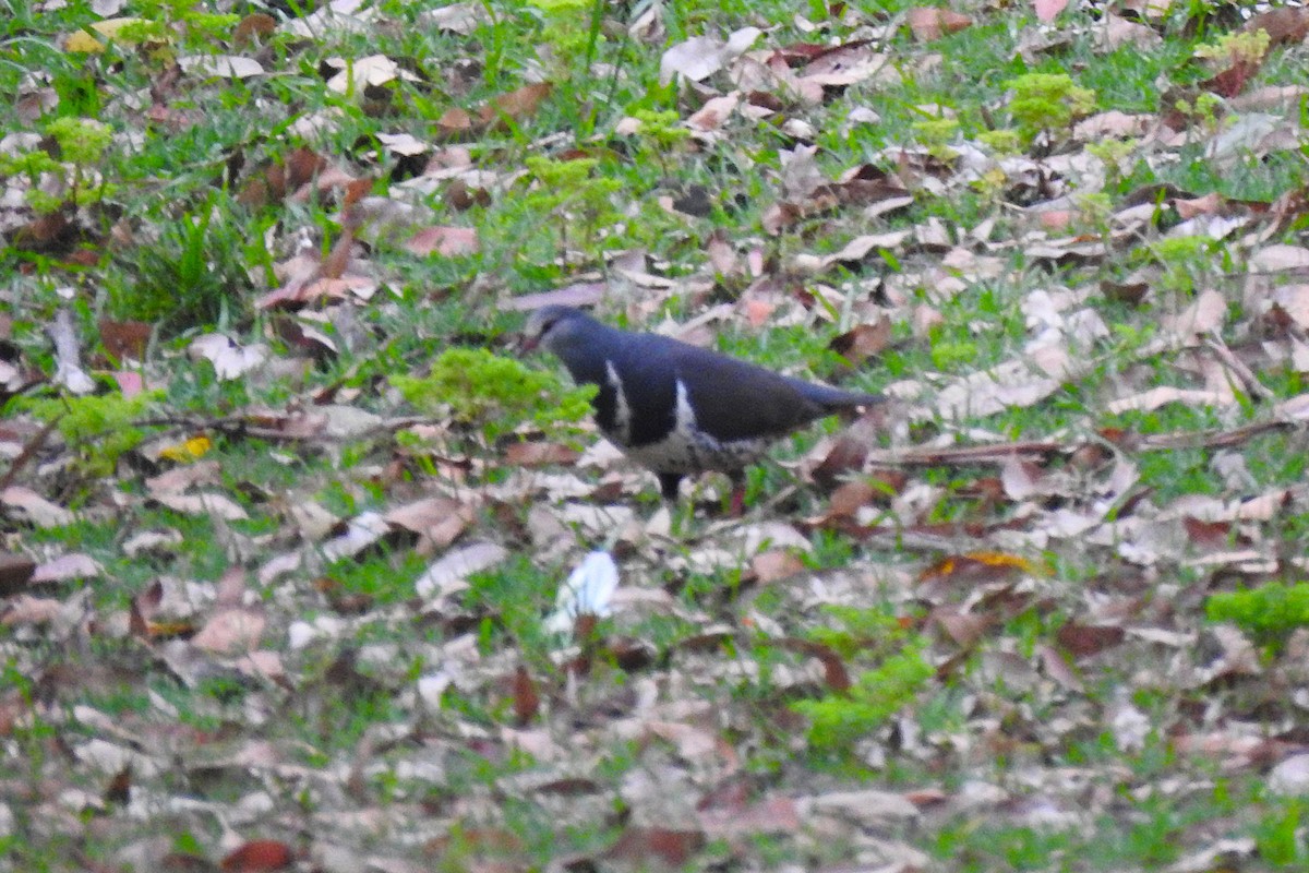 eBird Checklist - 4 Nov 2024 - Royal National Park--Wattle Forest - 27 ...